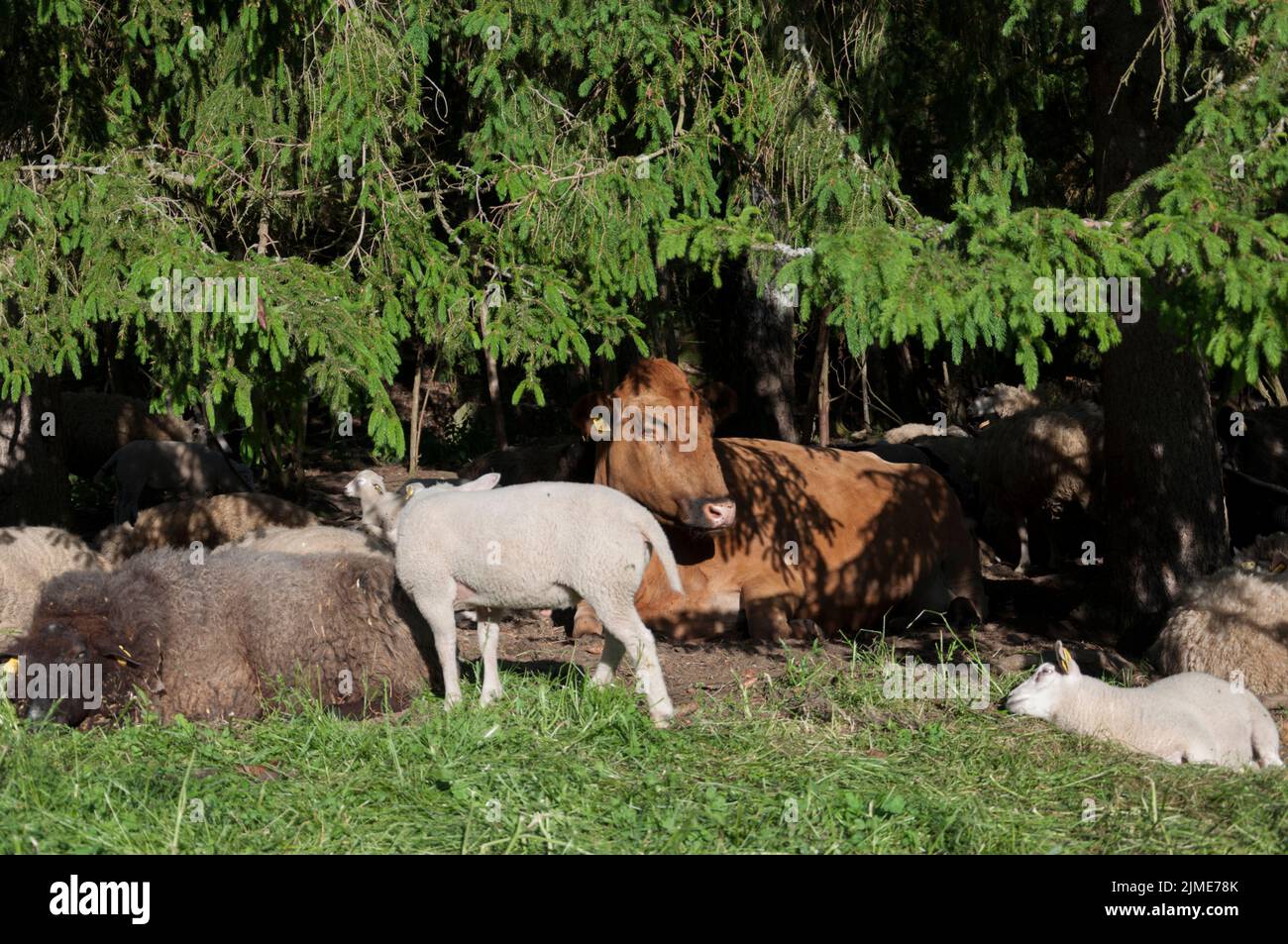 Sheep and cows Stock Photo - Alamy
