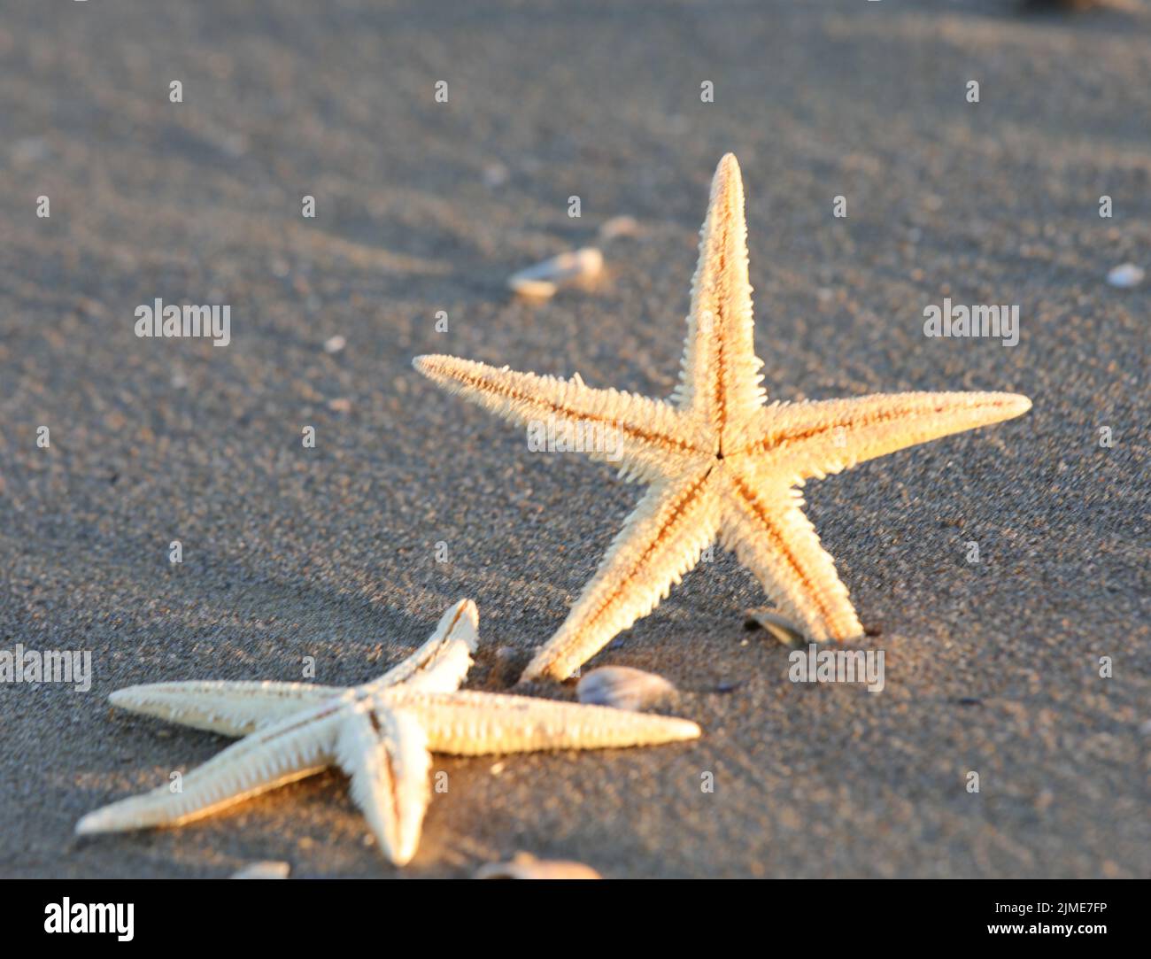 two starfish on the seashore on the beach Stock Photo - Alamy