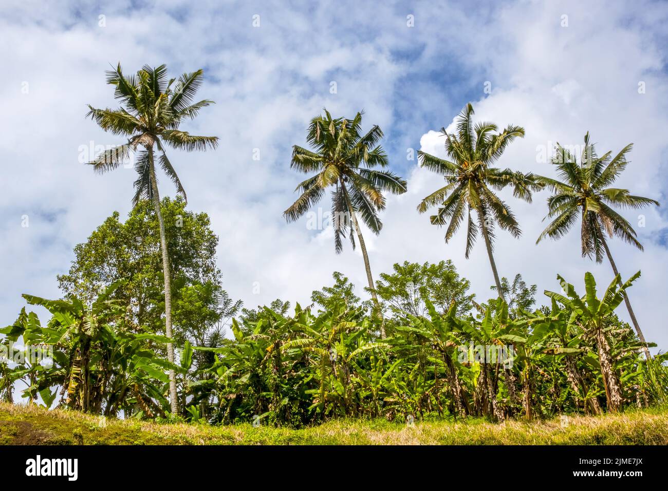 Four Palm Trees and Background with Blue Sky Stock Photo - Alamy
