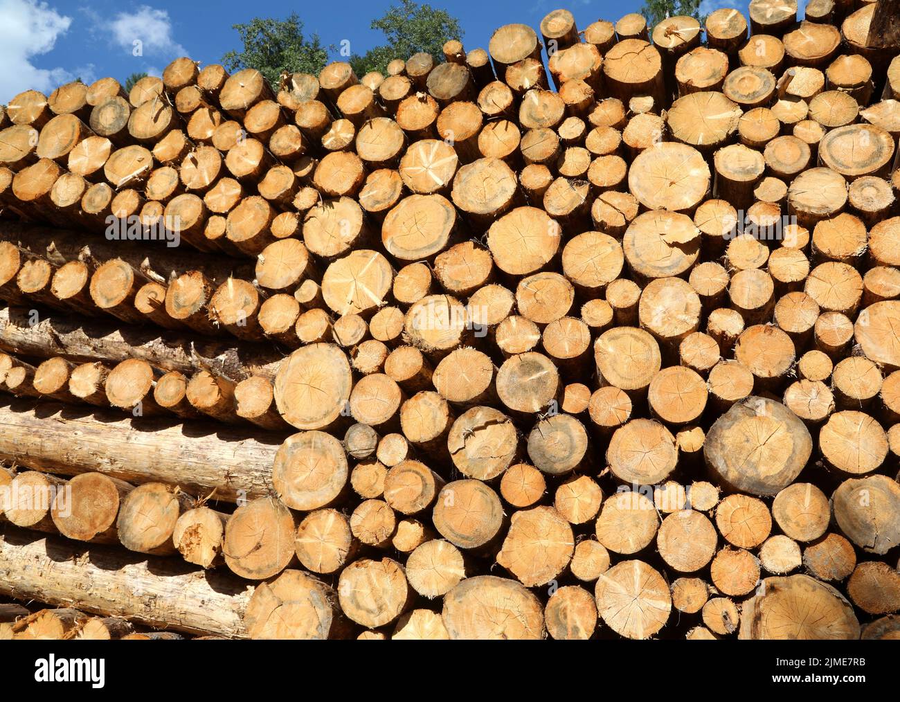 stack of cut logs in a sawmill ready to be made into usable products ...