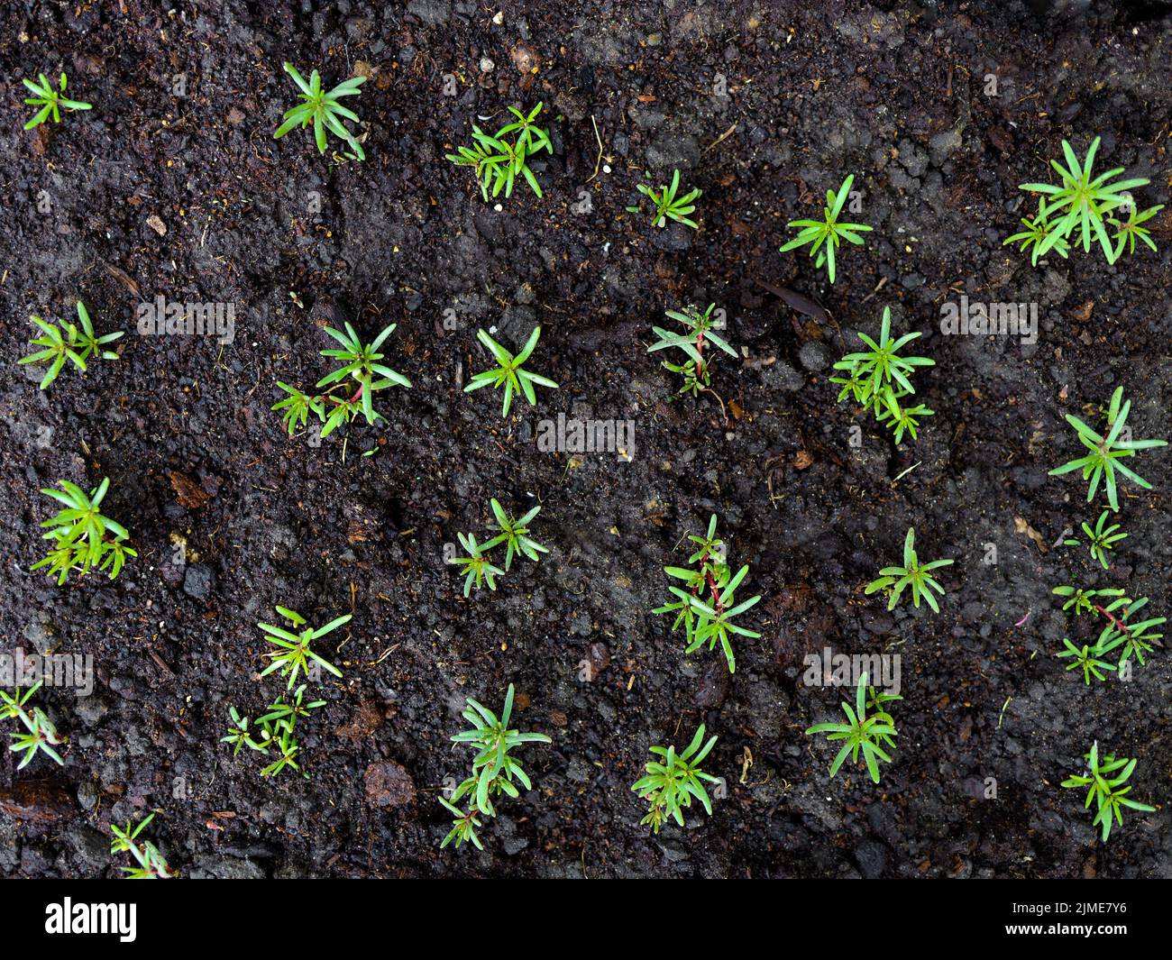 New beautiful seedlings hi-res stock photography and images - Alamy