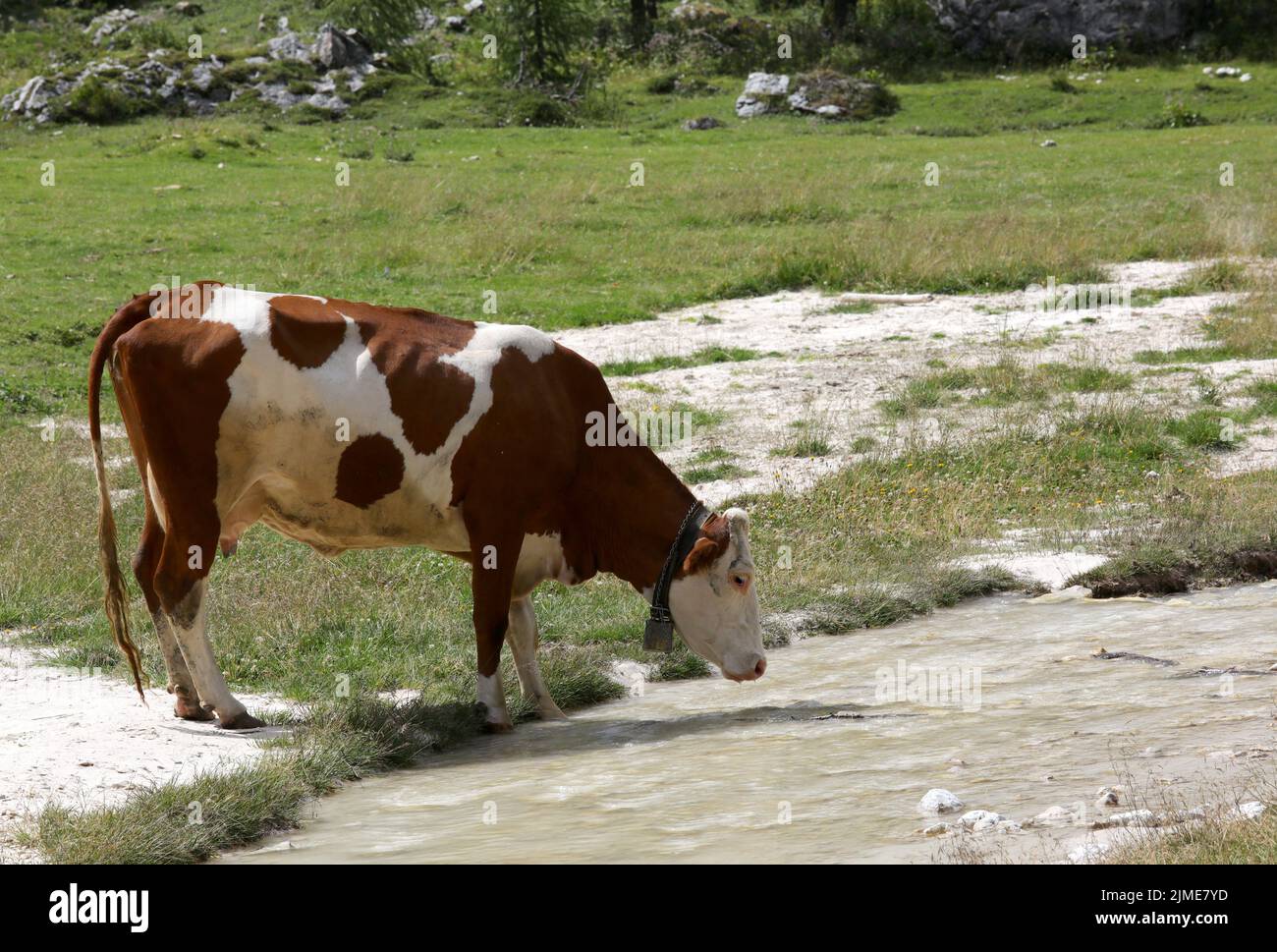 cow drinking in the mountain stream during the mountain pasture Stock ...