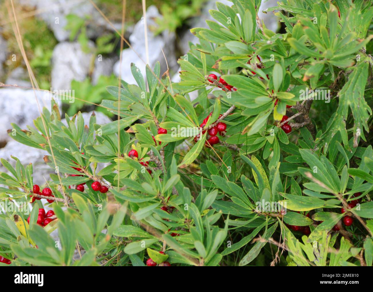 many Red Berries and leaves of daphne mezereum very toxic plant in the ...