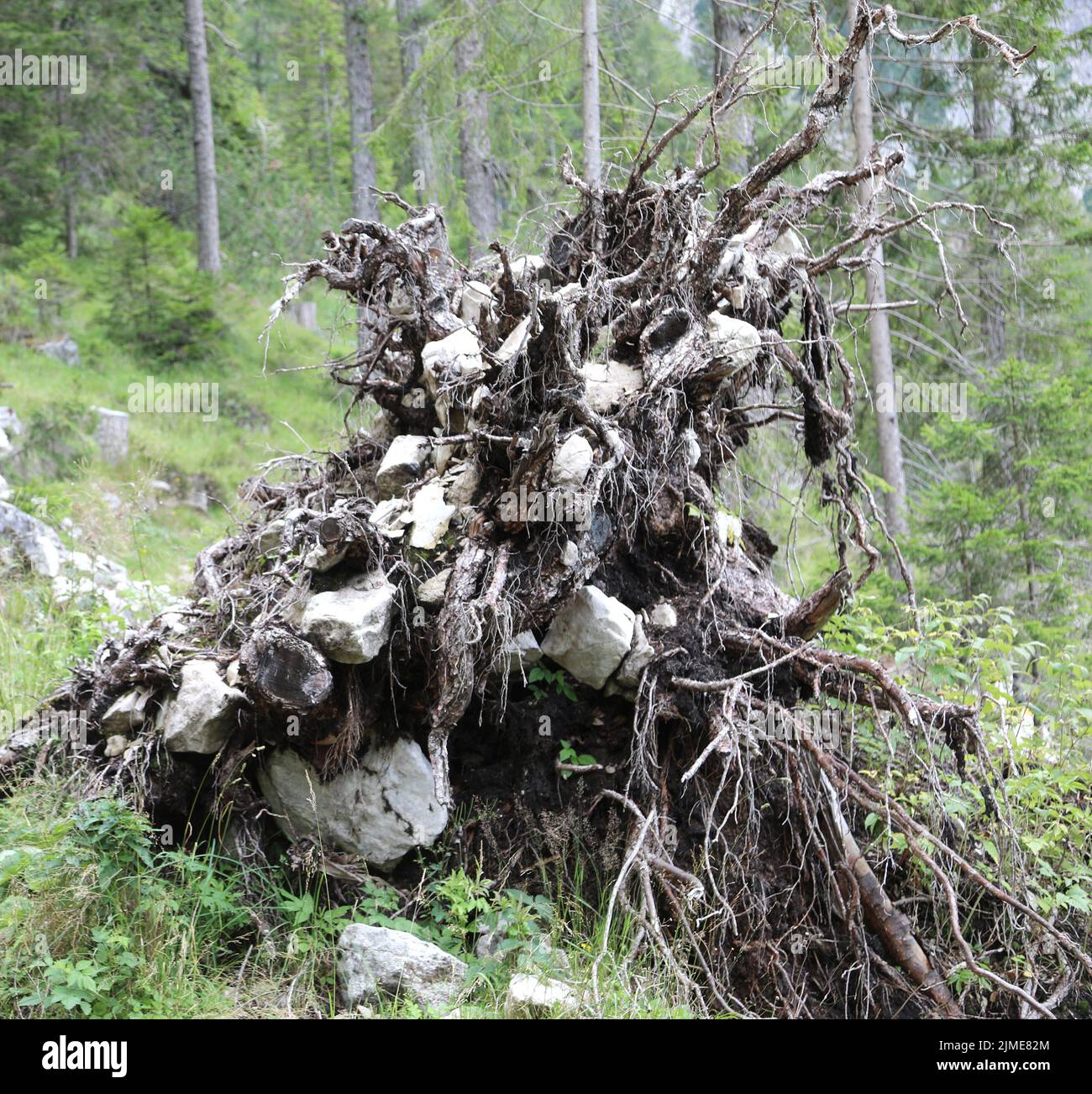 Taproot tree hi-res stock photography and images - Alamy