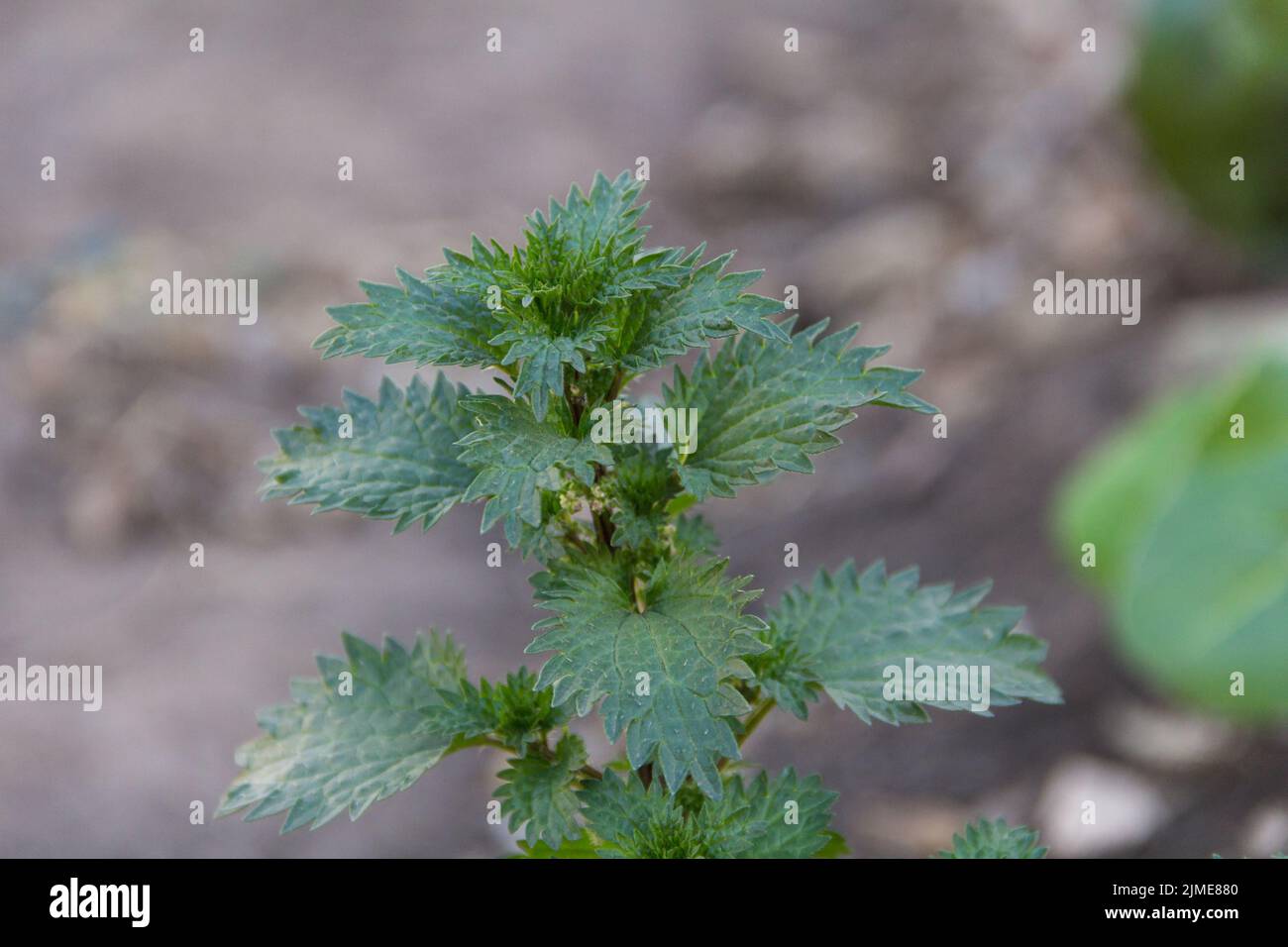 Wild kitchen garden hi-res stock photography and images - Alamy