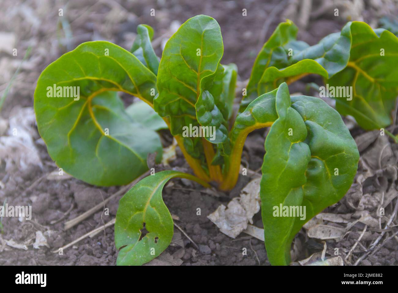 Variety of chard grown in the family garden Stock Photo - Alamy