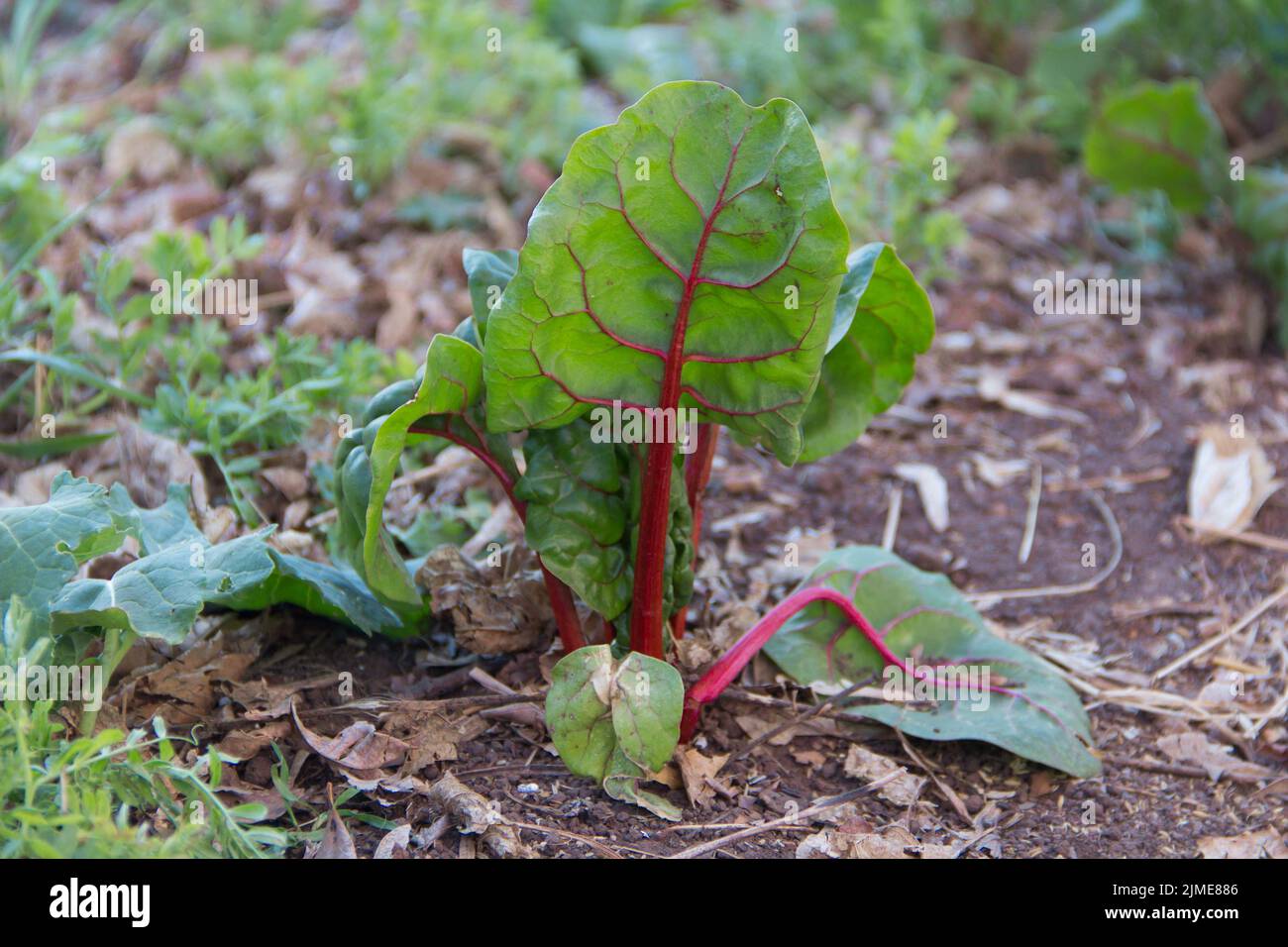 Variety of chard grown in the family garden Stock Photo - Alamy