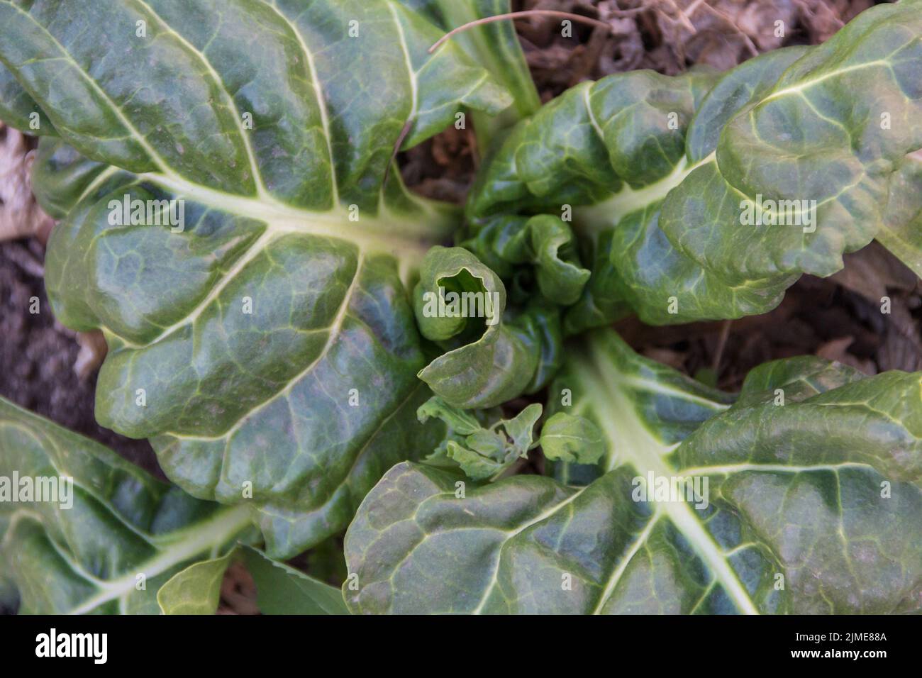 Variety of chard grown in the family garden Stock Photo - Alamy