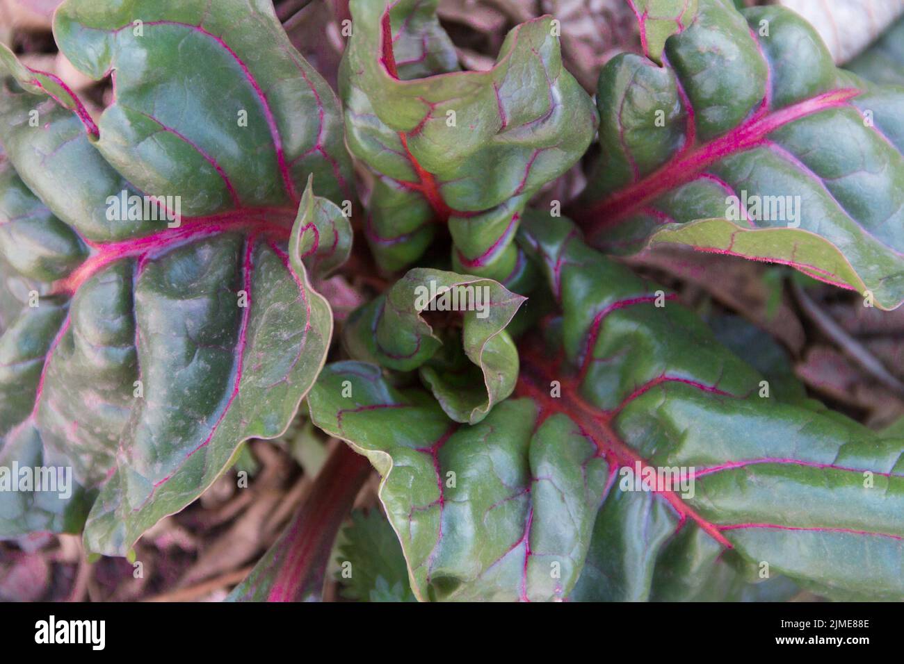 Variety of chard grown in the family garden Stock Photo - Alamy