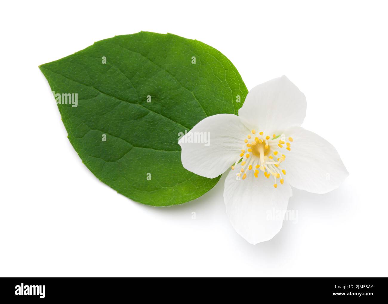 Fresh jasmine flower on hi-res stock photography and images - Alamy