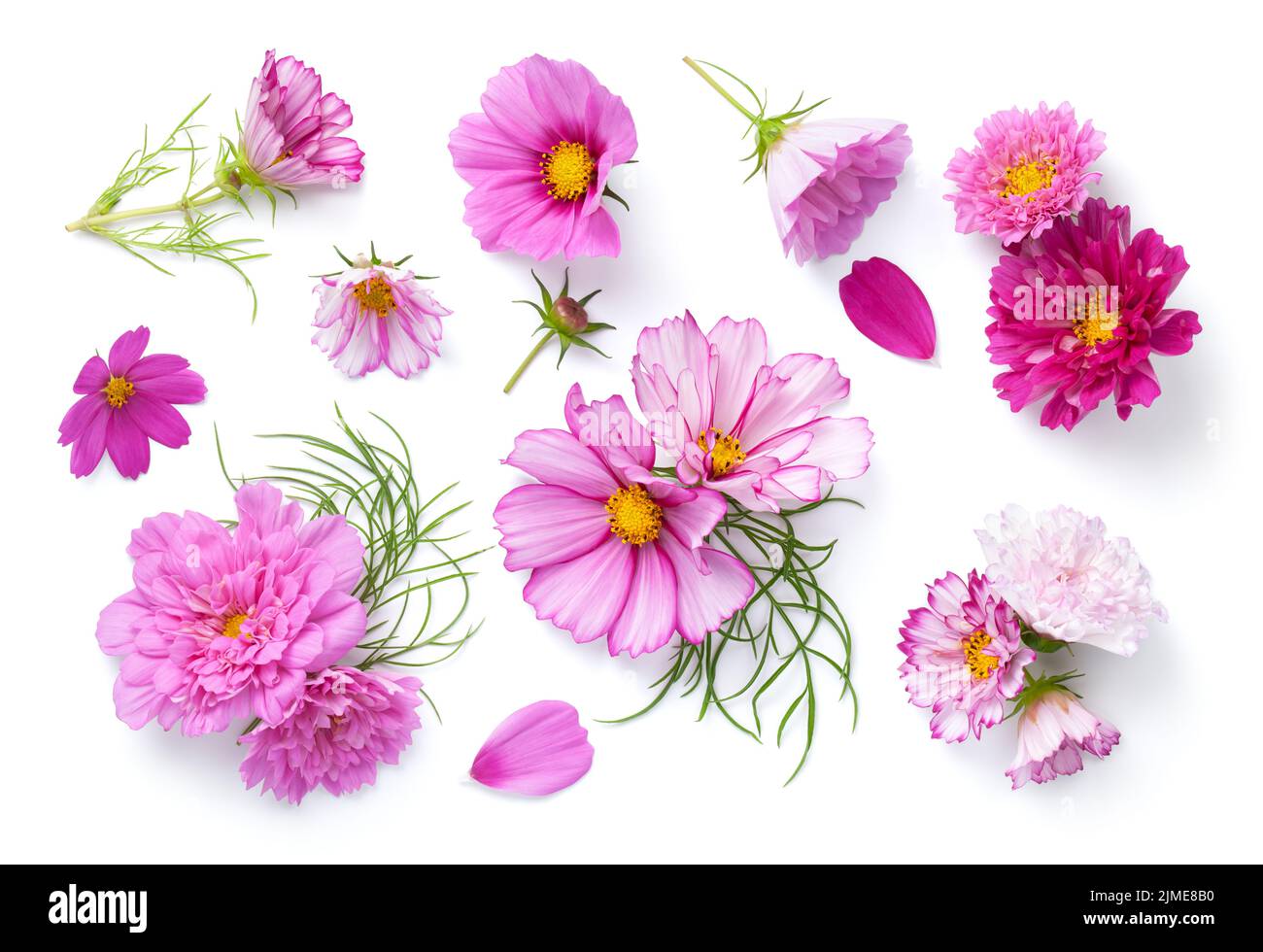 Pink cosmos flowers group hi-res stock photography and images - Alamy