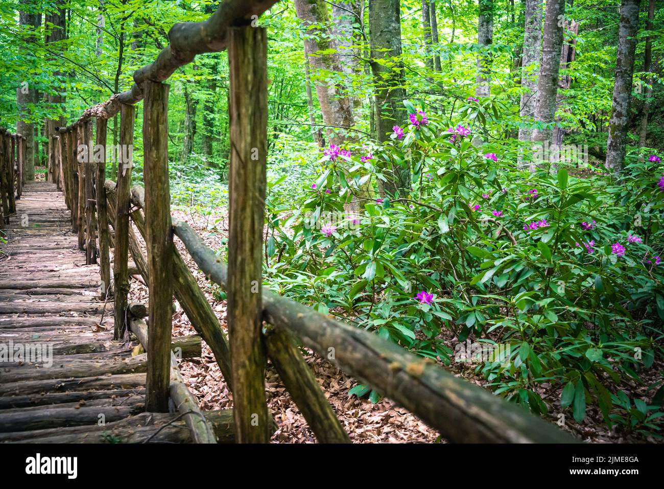 Endemic flower Rhododendron ponticum in Strandja mountain, Bulgaria ...