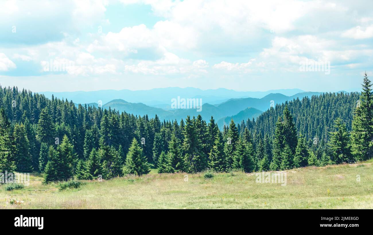 Mountain view at the pine forest covered hills Stock Photo - Alamy