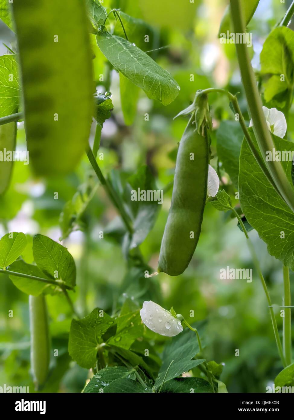Garden pea plant seed pod hi-res stock photography and images - Alamy