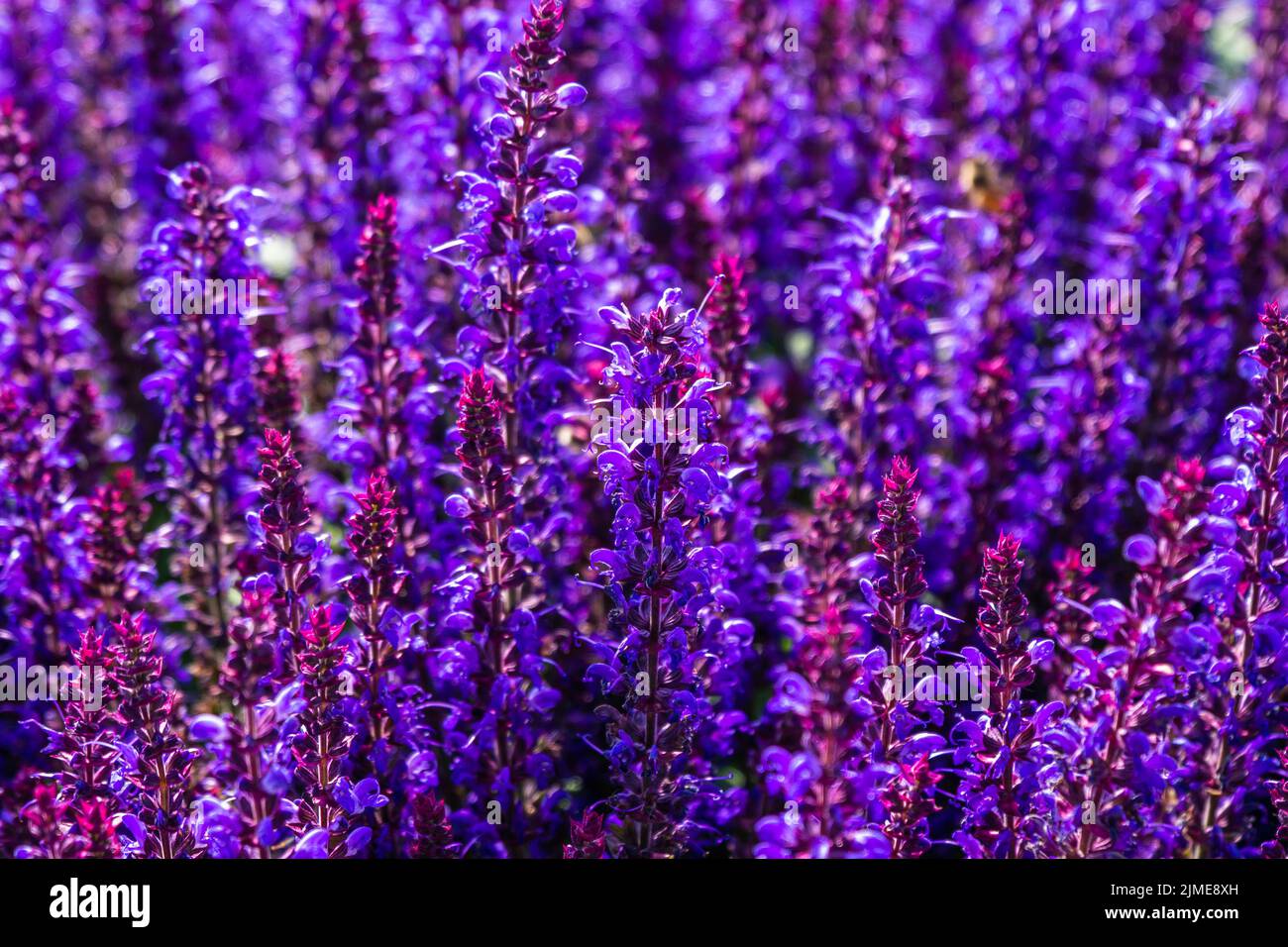Violet Flowering Garden Sage, Salvia Nemorosa, in the Garden Stock ...