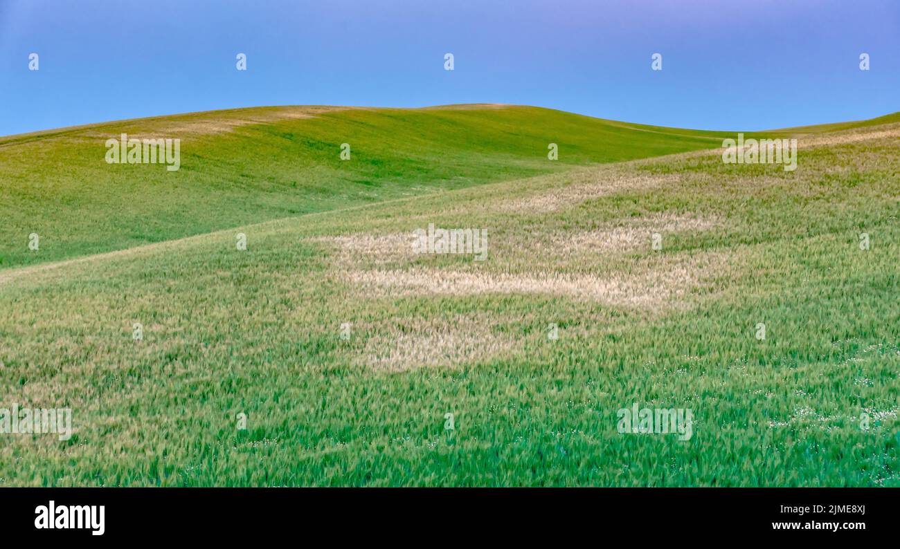 Magical wheat farm fields in palouse washington Stock Photo - Alamy