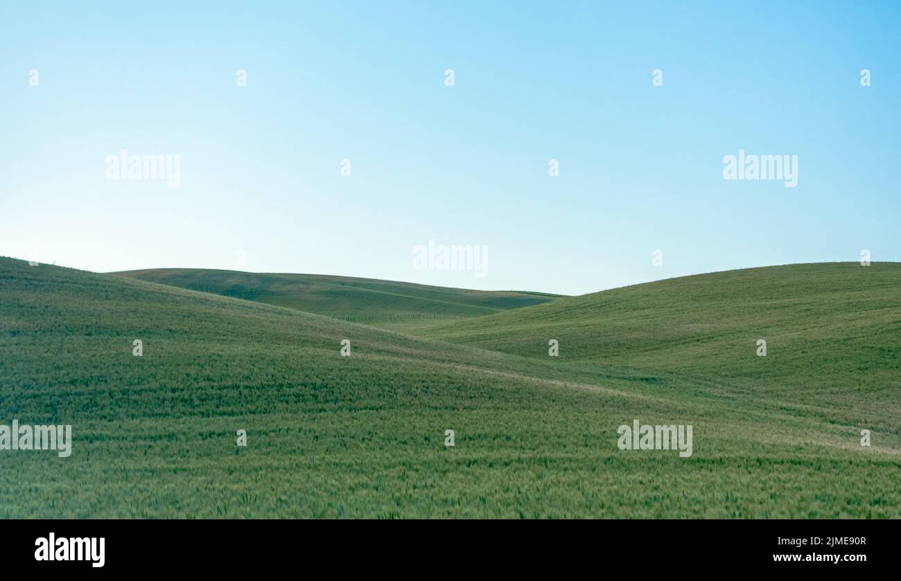Magical wheat farm fields in palouse washington Stock Photo - Alamy