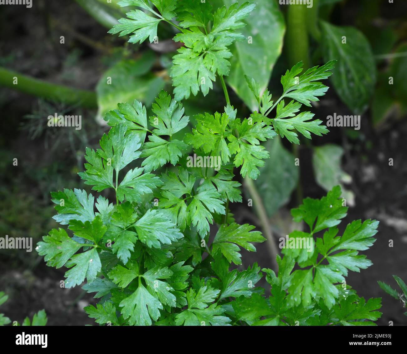 Green Parsley leaf background. Parsley or garden parsley is a species ...