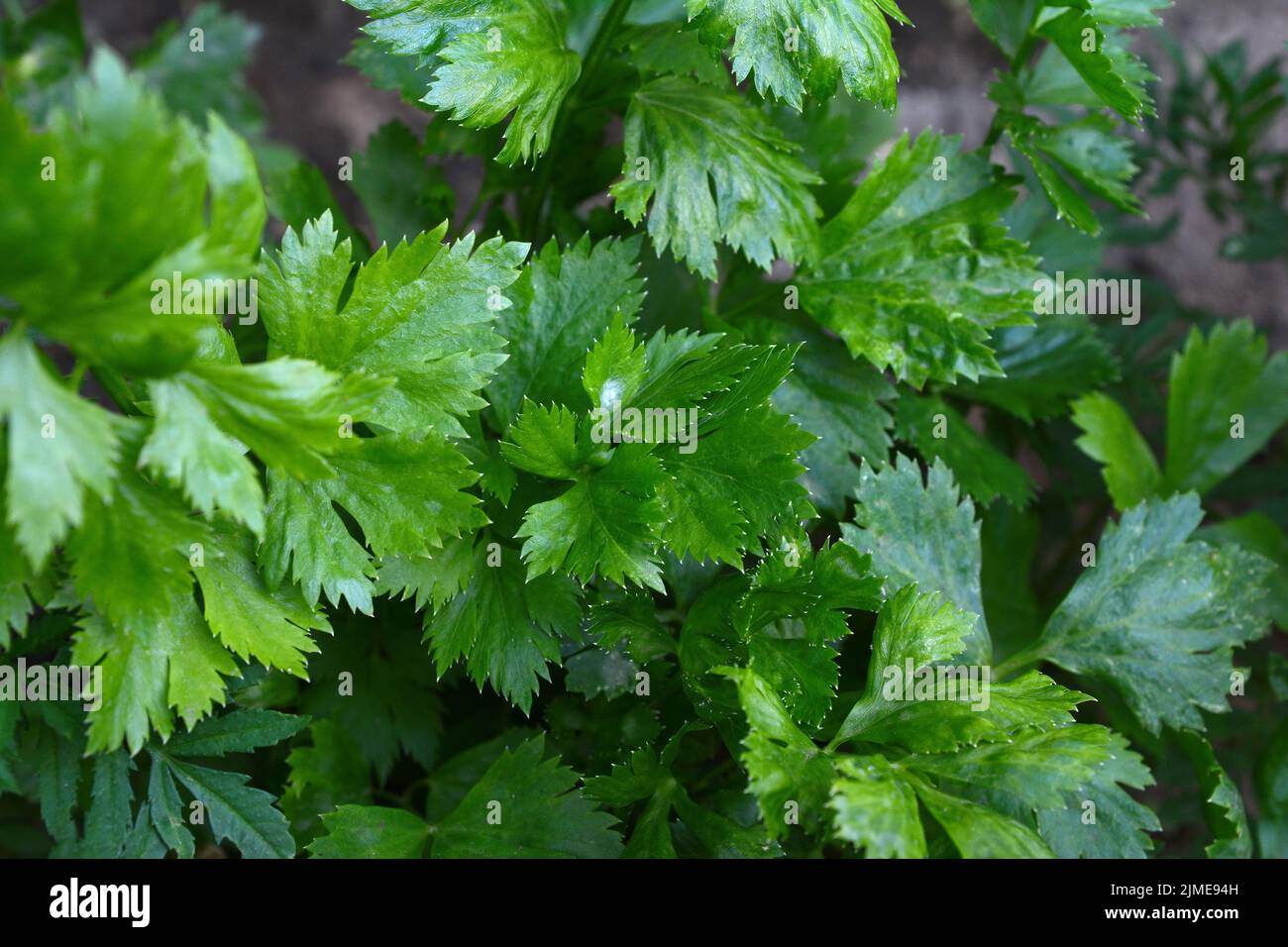 celery growing in organic garden Stock Photo - Alamy