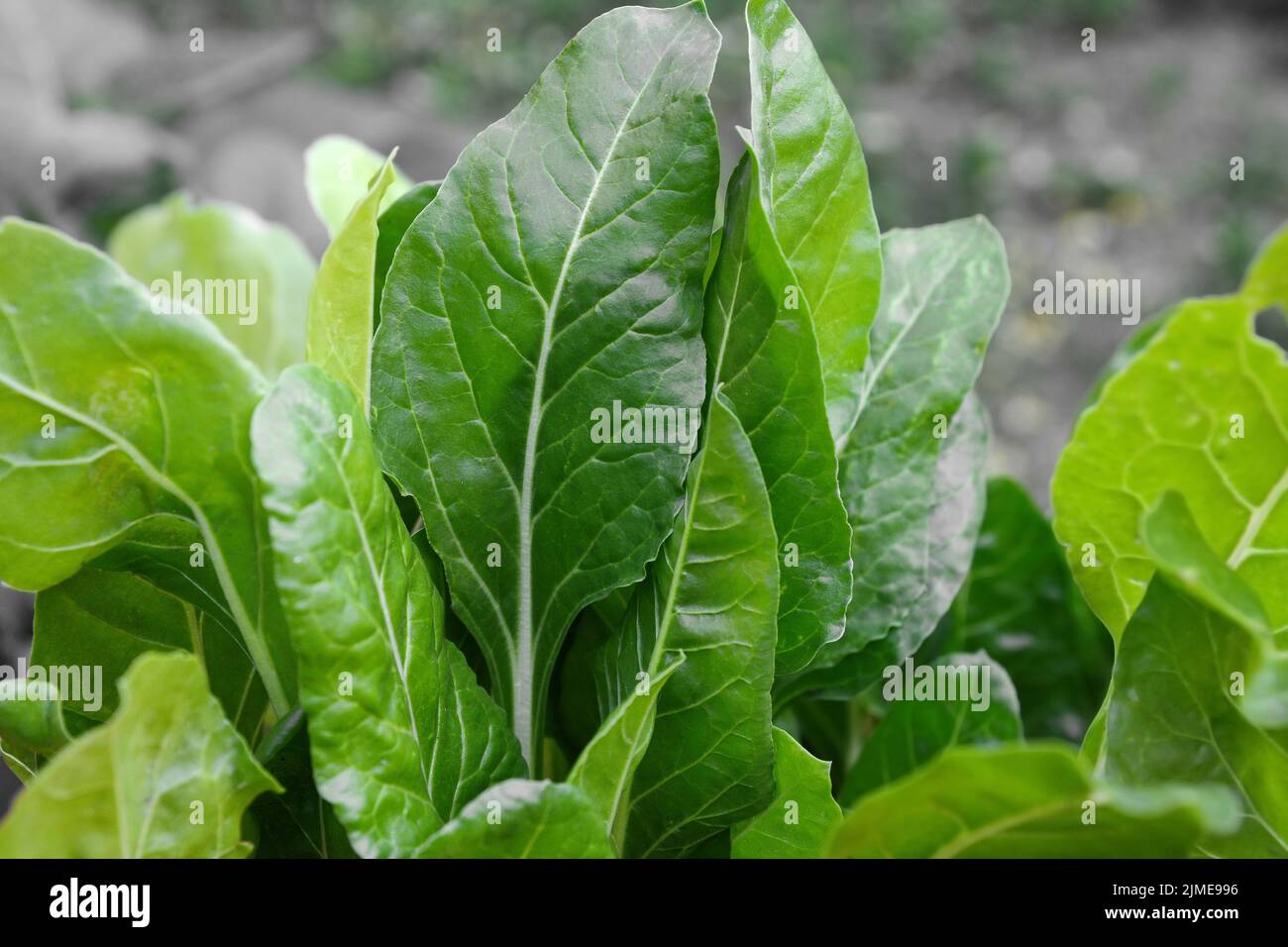 Fresh Organic and Biological chard. vegetable garden or Kitchen garden ...