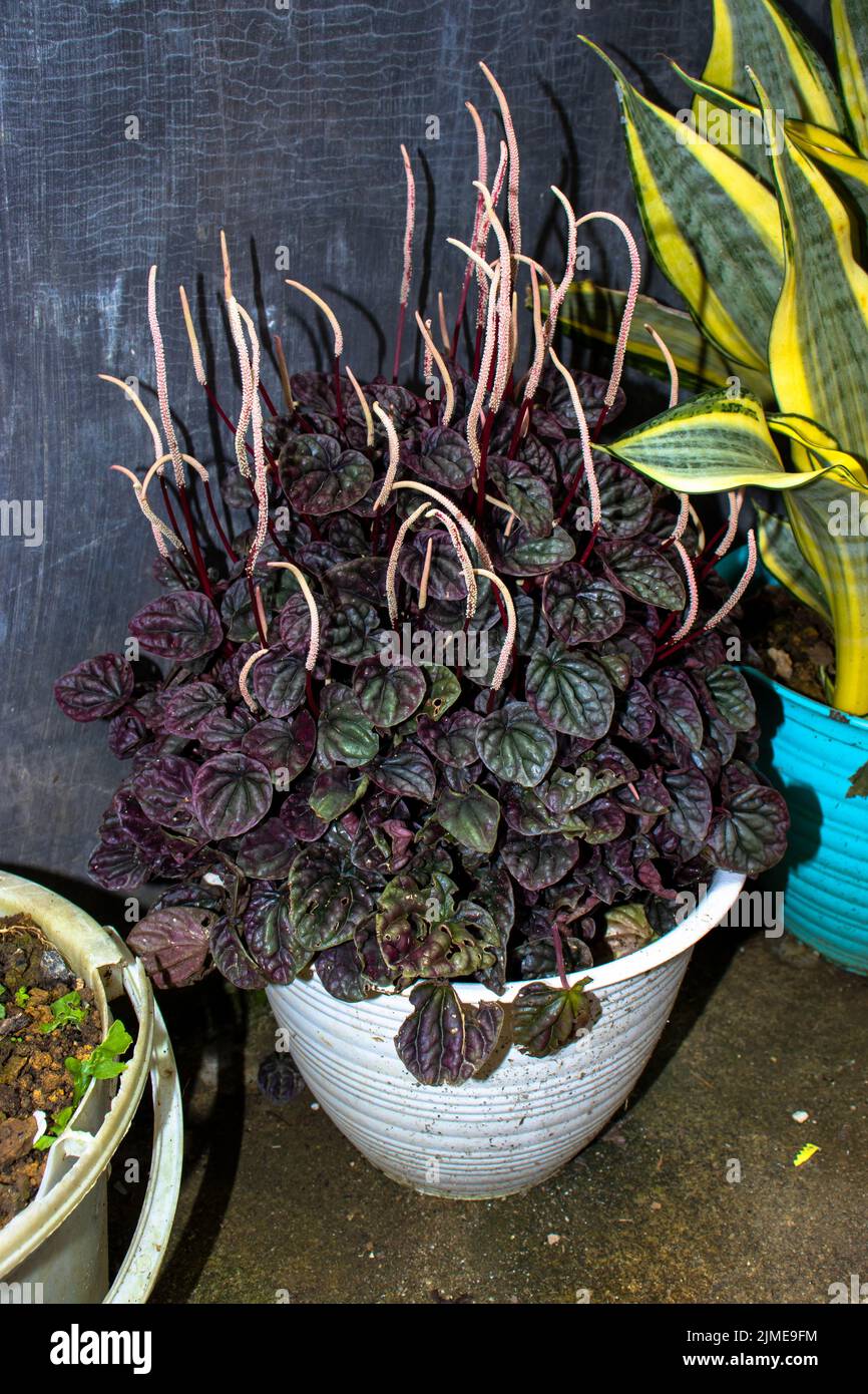 A vertical closeup of emerald ripple peperomia (Peperomia caperata ...