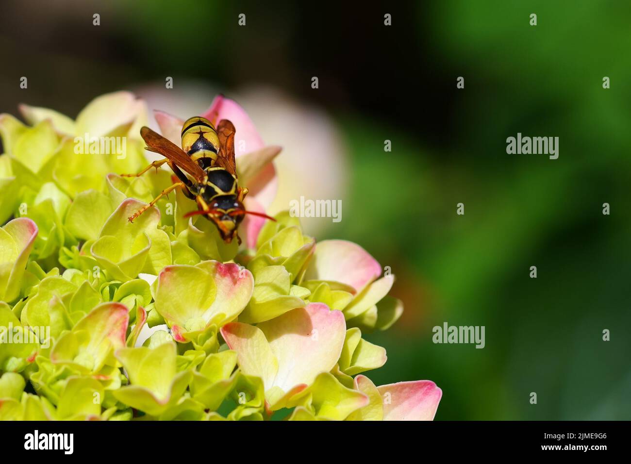 A closeup of a hornet pollinating hydrangea flowers in sunlight Stock ...