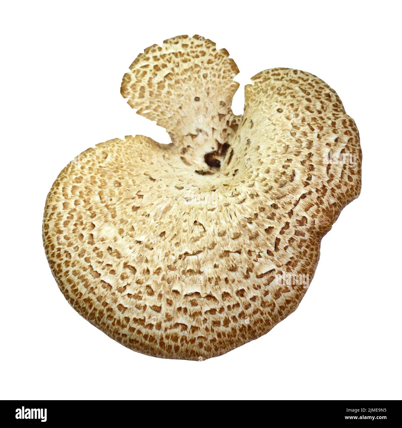 Cerioporus squamosus aka Polyporus squamosus mushroom isolated on white ...