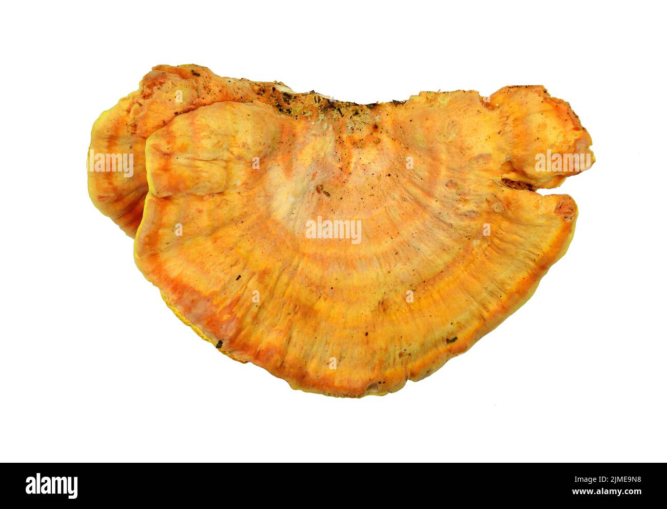 White shelf fungi on tree Cut Out Stock Images & Pictures - Alamy