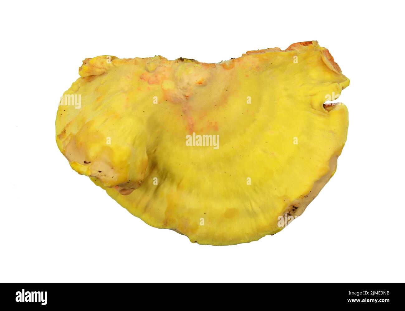 Sulphur shelf fungus, Laetiporus sulphureus, or chicken of the woods ...