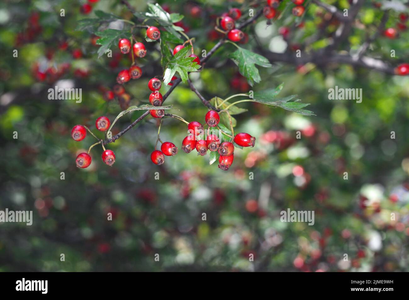 Red fruit of Crataegus monogyna, known as hawthorn or single-seeded ...