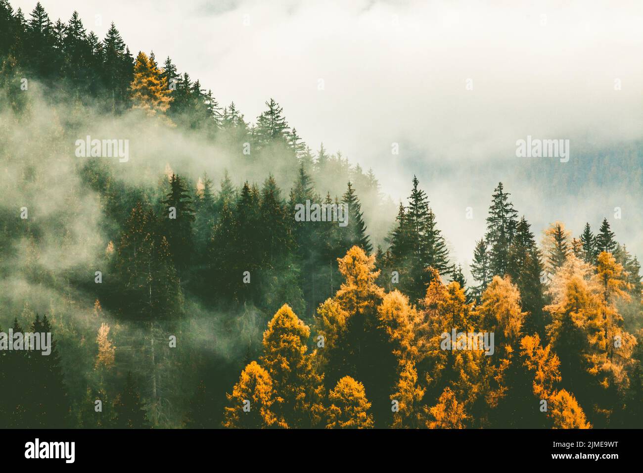 Autumn nature background forest in fog Stock Photo - Alamy