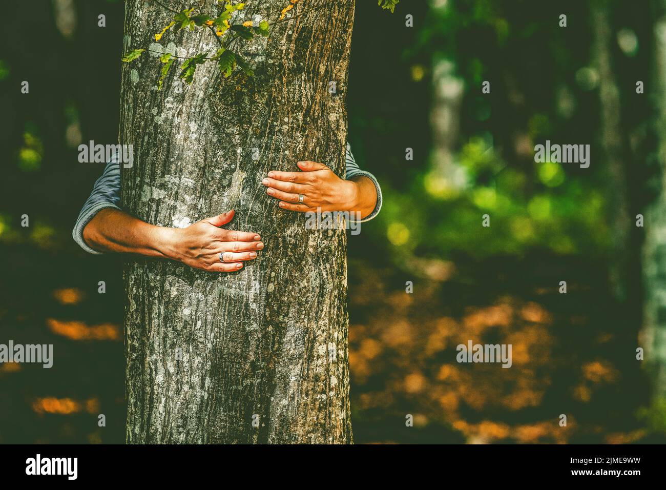 Woman hand embracing a tree in the forest - nature loving, fight global ...