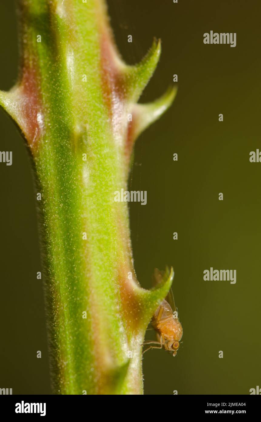 Fruit fly on a spiny stem of elmleaf blackberry Rubus ulmifolius moved ...