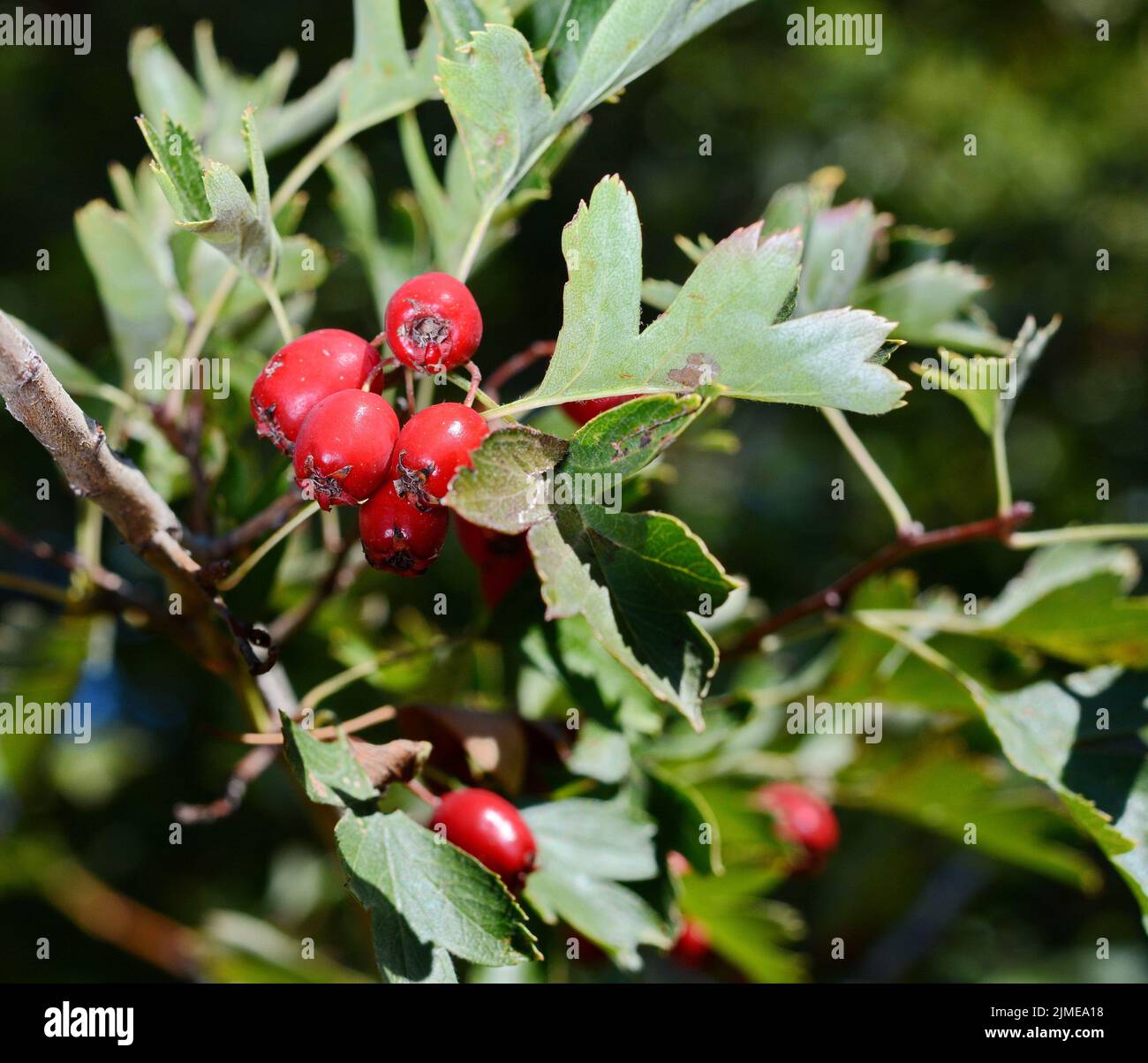 Rataegus monogyna hi-res stock photography and images - Alamy