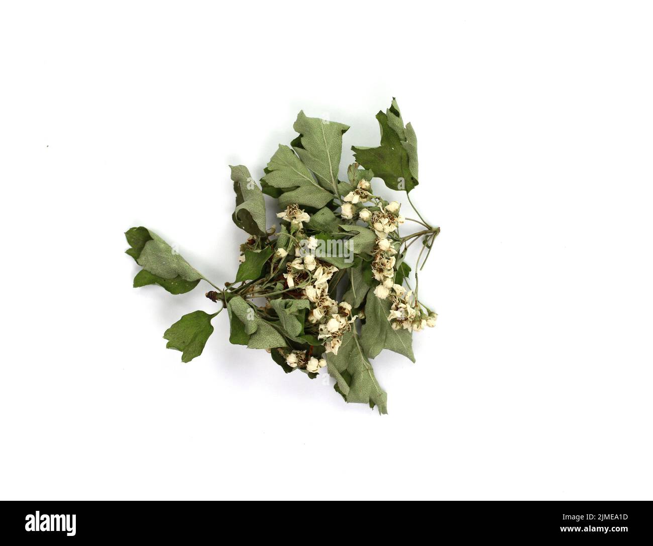 Dried medicinal herbs raw materials isolated on white. Flower Crataegus ...
