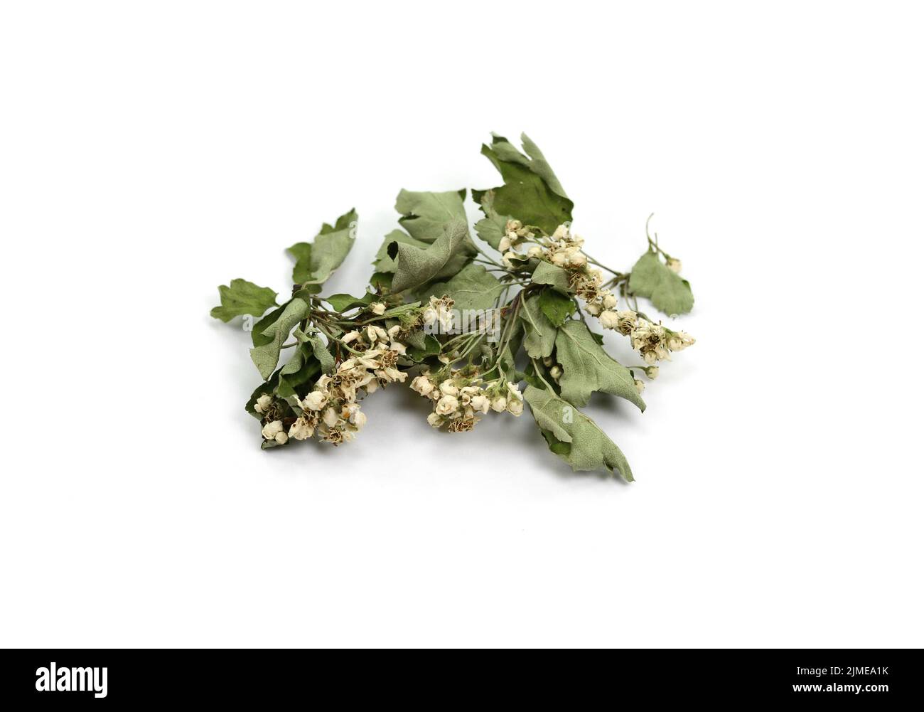 White hawthorne flower hi-res stock photography and images - Alamy