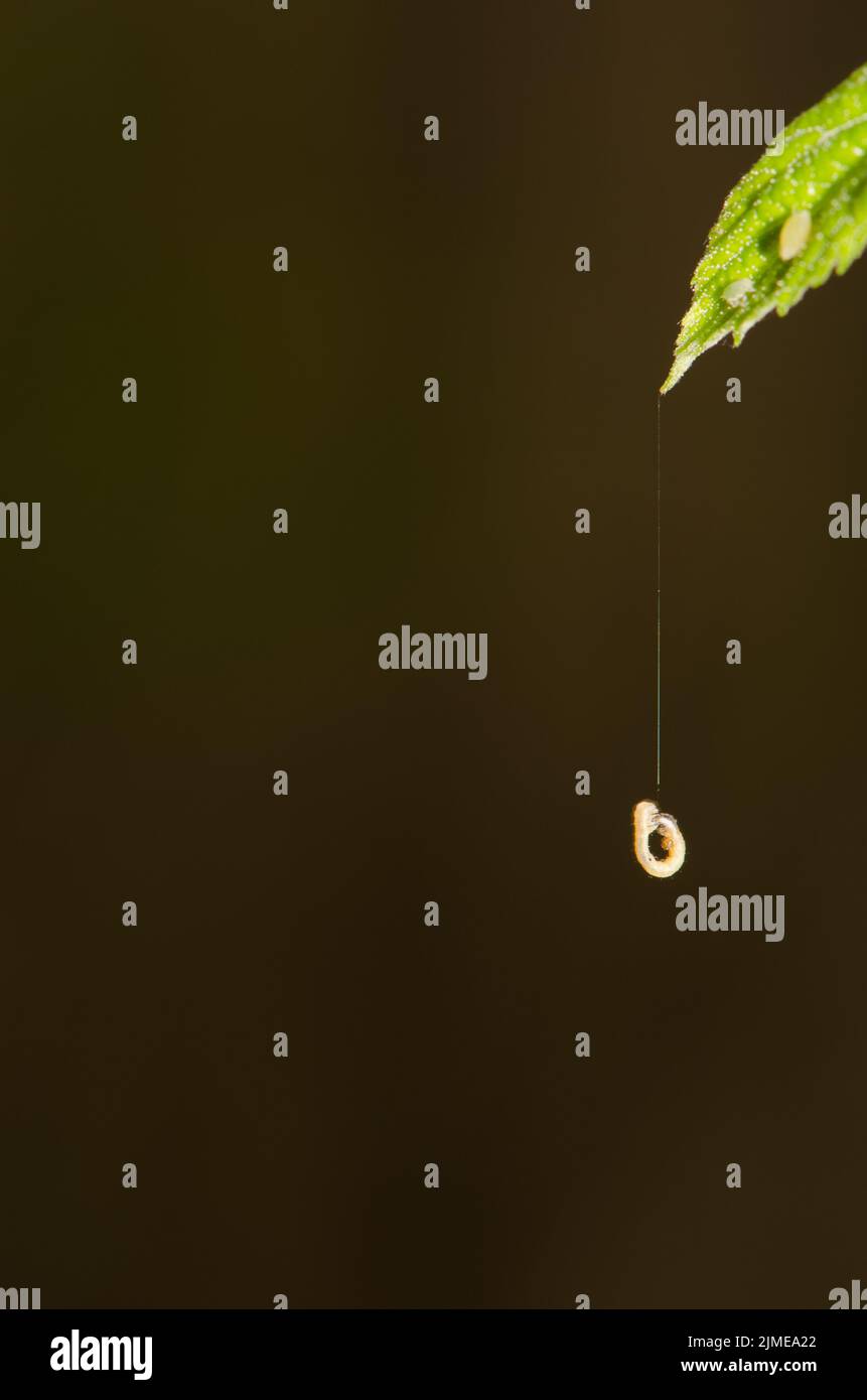 Caterpillar hanging from thread hi-res stock photography and images - Alamy
