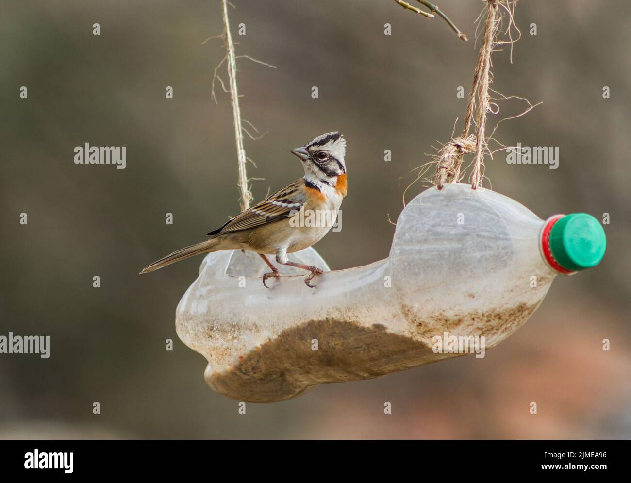 Portrait of a chingolo in a plastic trough from recycled bottle Stock ...