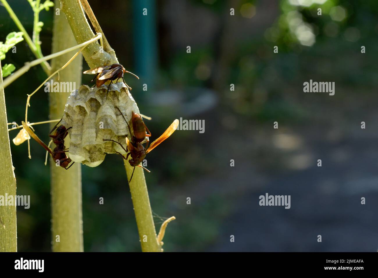 A group of paper wasp building a nest Stock Photo - Alamy