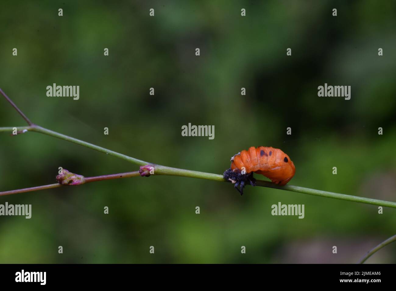 Pupa in open area hi-res stock photography and images - Alamy