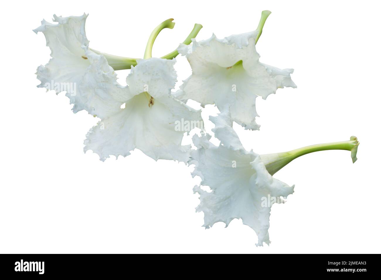 Forest die Cut Out Stock Images & Pictures - Alamy