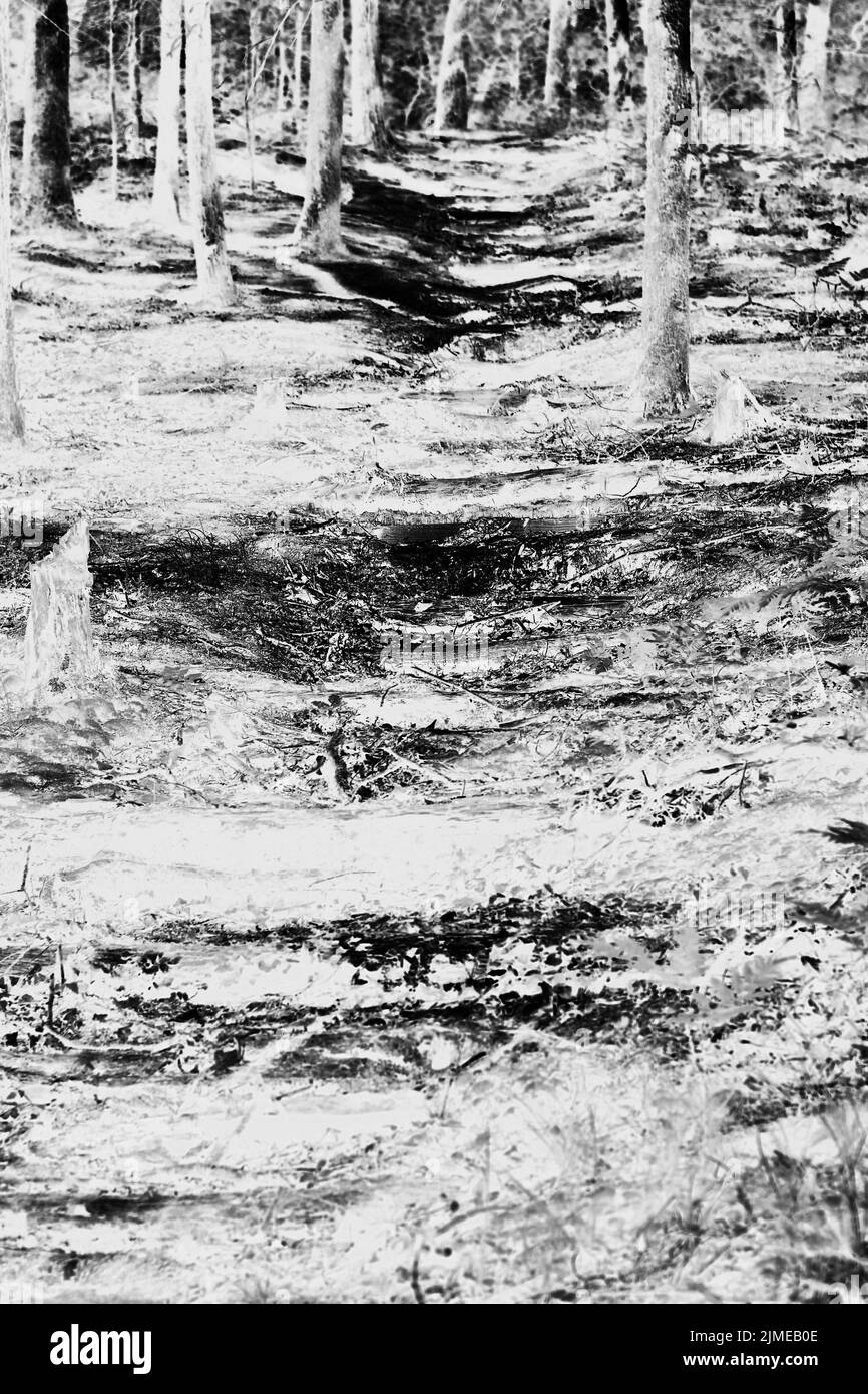 A typical calm summer meadow in the deep wild woods in black and white ...