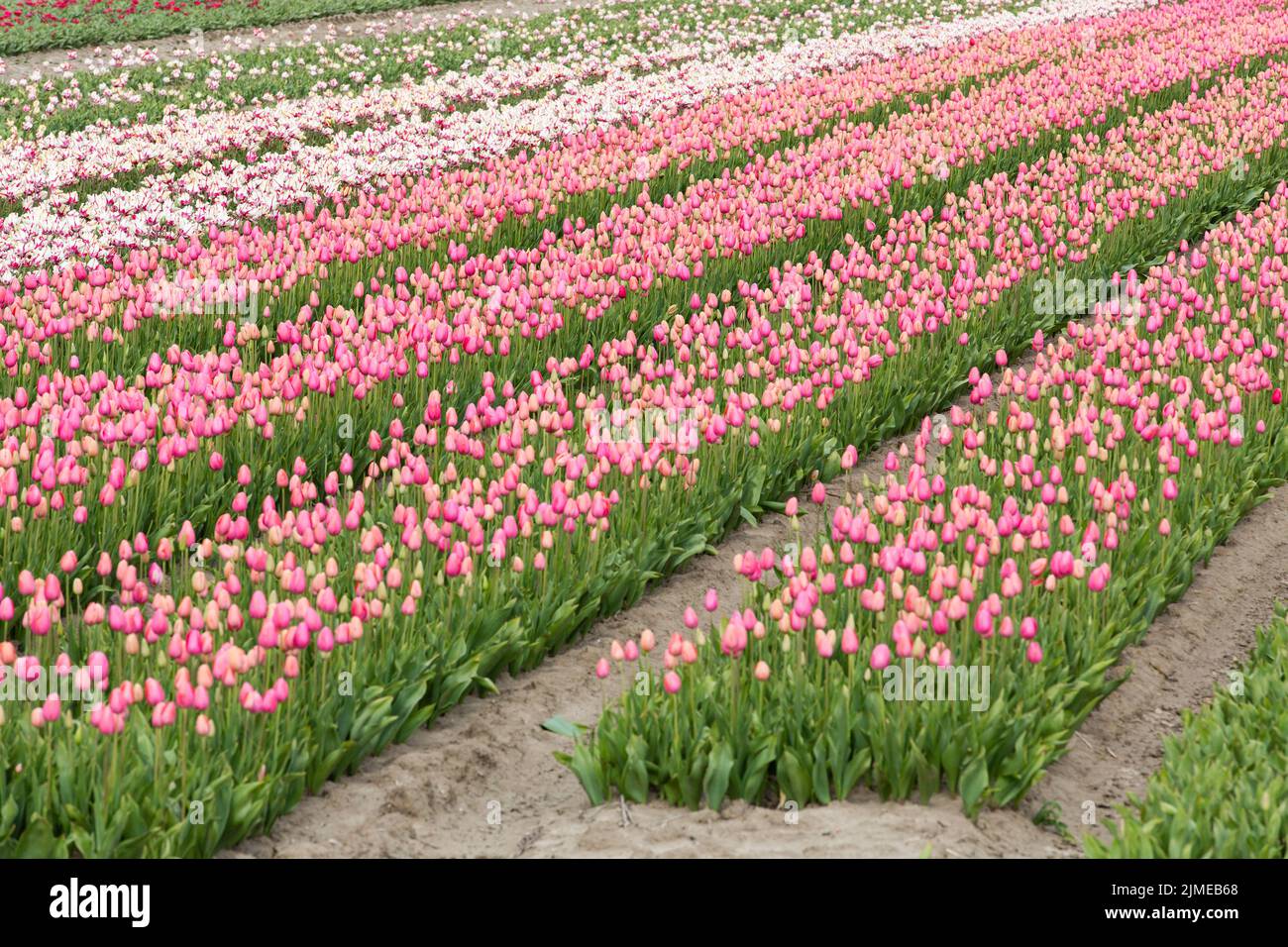 Tulip traditional hi-res stock photography and images - Alamy