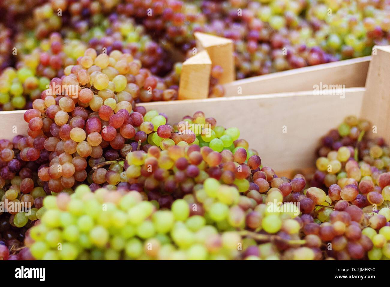 Bunches of harvested grapes in wooden boxes Stock Photo - Alamy