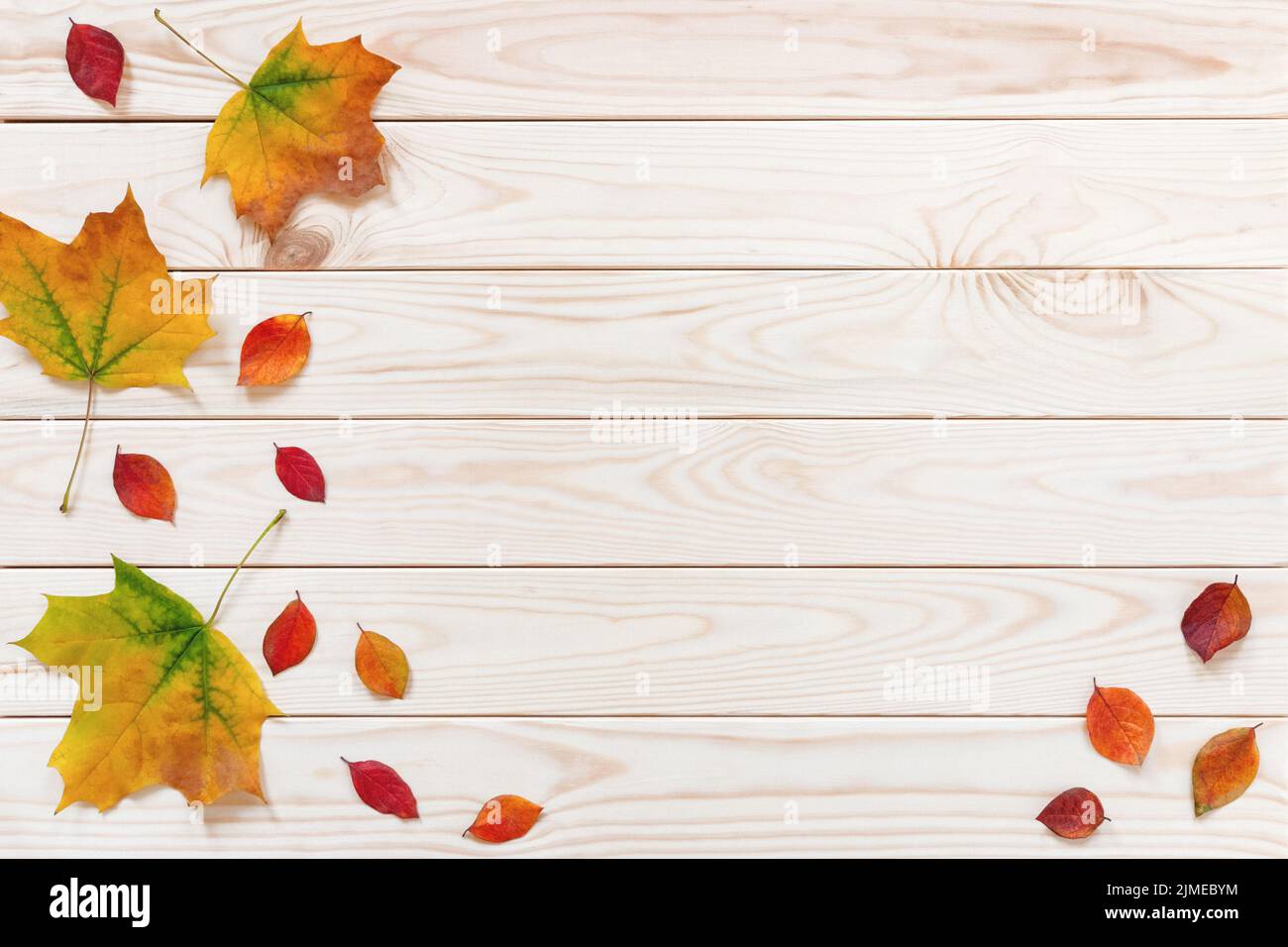 Flat autumn leaves on white hi-res stock photography and images - Alamy