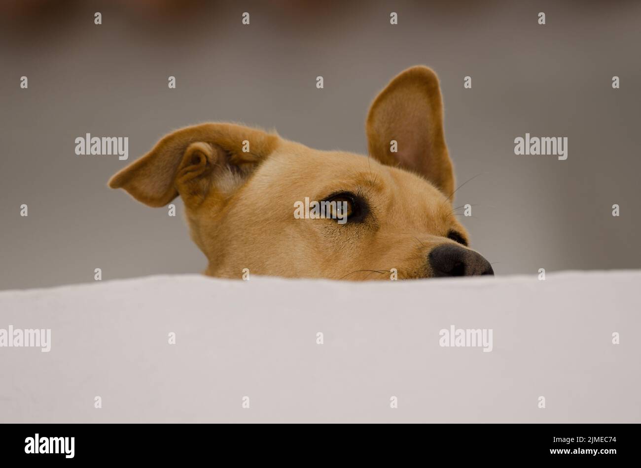 Dog Canis lupus familiaris on a rooftop. Firgas. Gran Canaria. Canary ...