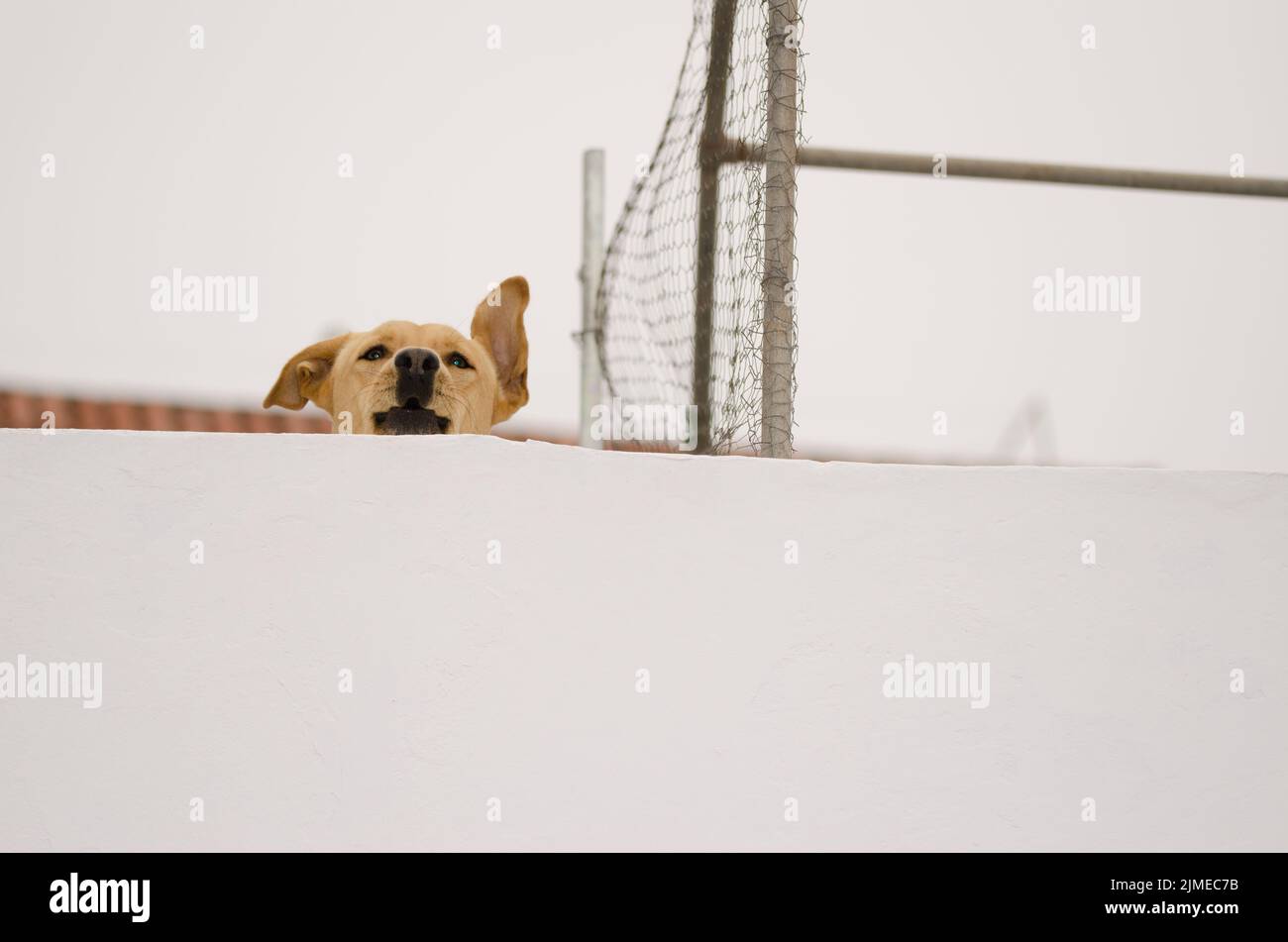 Dog Canis lupus familiaris growling on a rooftop. Firgas. Gran Canaria ...