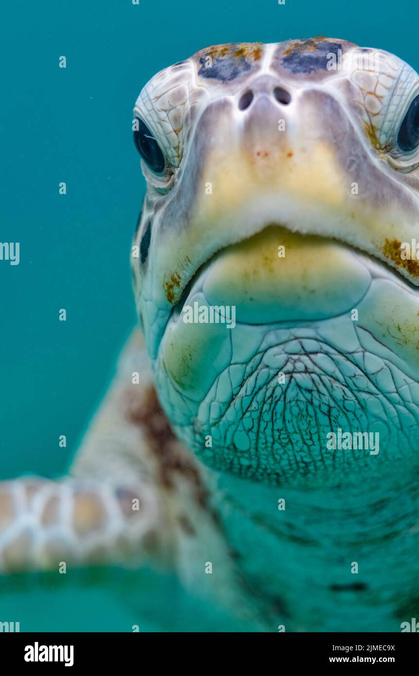 A vertical closeup of the head of a beautiful turtle in the blue ocean ...