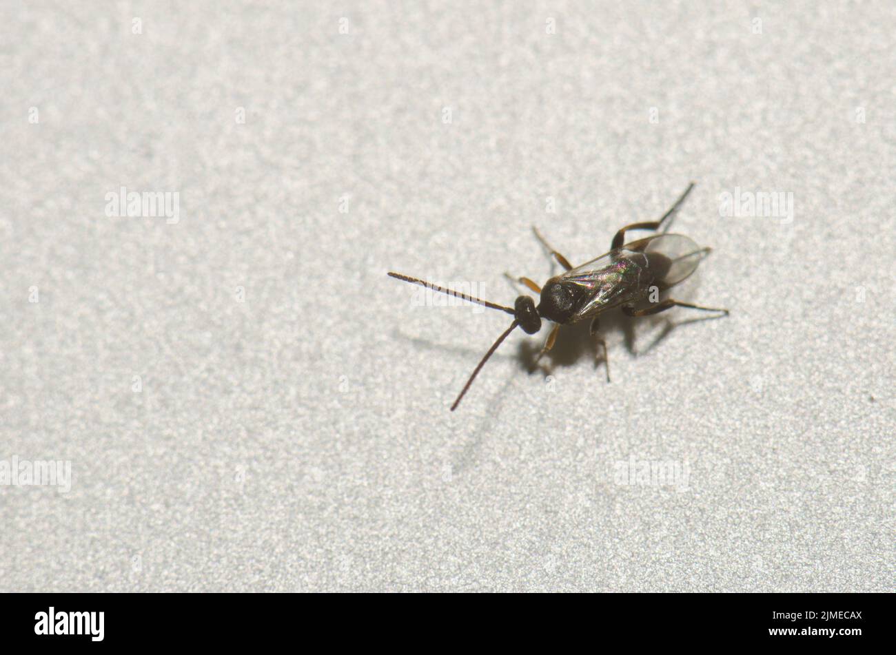 Parasitic wasp cotesia glomerata hi-res stock photography and images ...