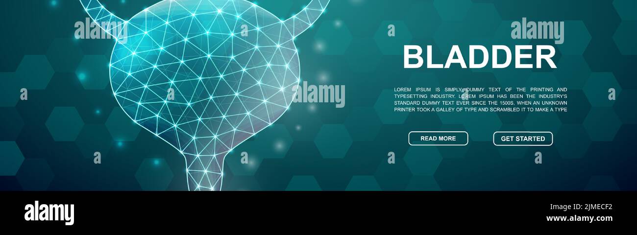 Bladder 3d low poly symbol for head promotion banner. Reproductive ...